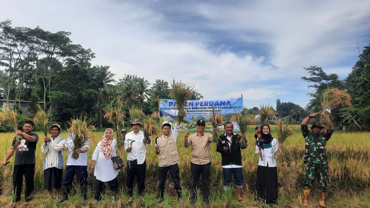 PEMECAH REKOR HASIL PANEN UBINAN MENCAPAI 7KG = 11 TON GKP( GABAH ...