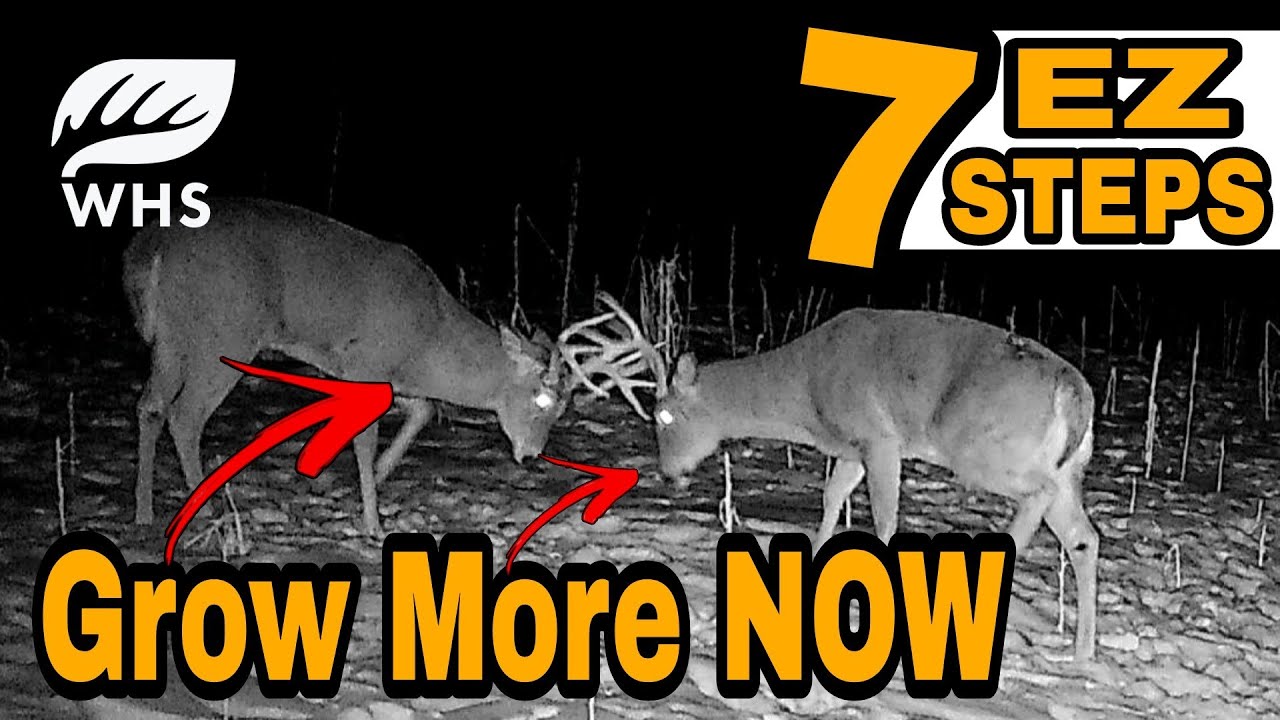 7 Ways To Explode Buck Numbers On Your Land - YouTube