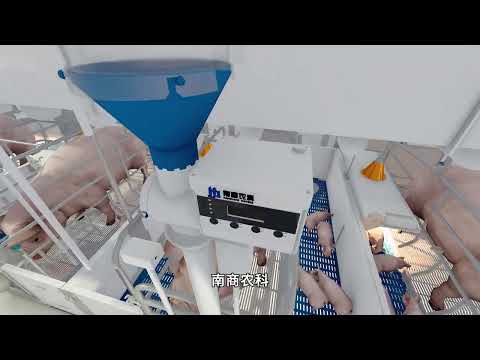 How to raise lactating sows? Feeding management is very important #breeds  #farming #hogar   #pig