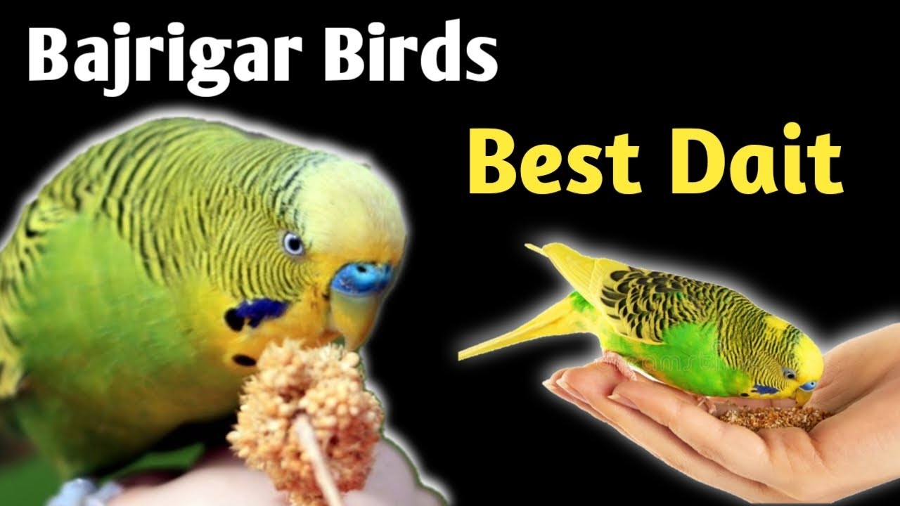 Bajrigar Birds Best Dait // best food for austrelian parrot // softfood ...
