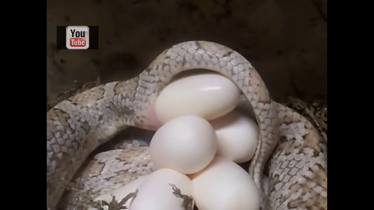 Telur Ayam Dan Telur Ular sama sama telur - YouTube