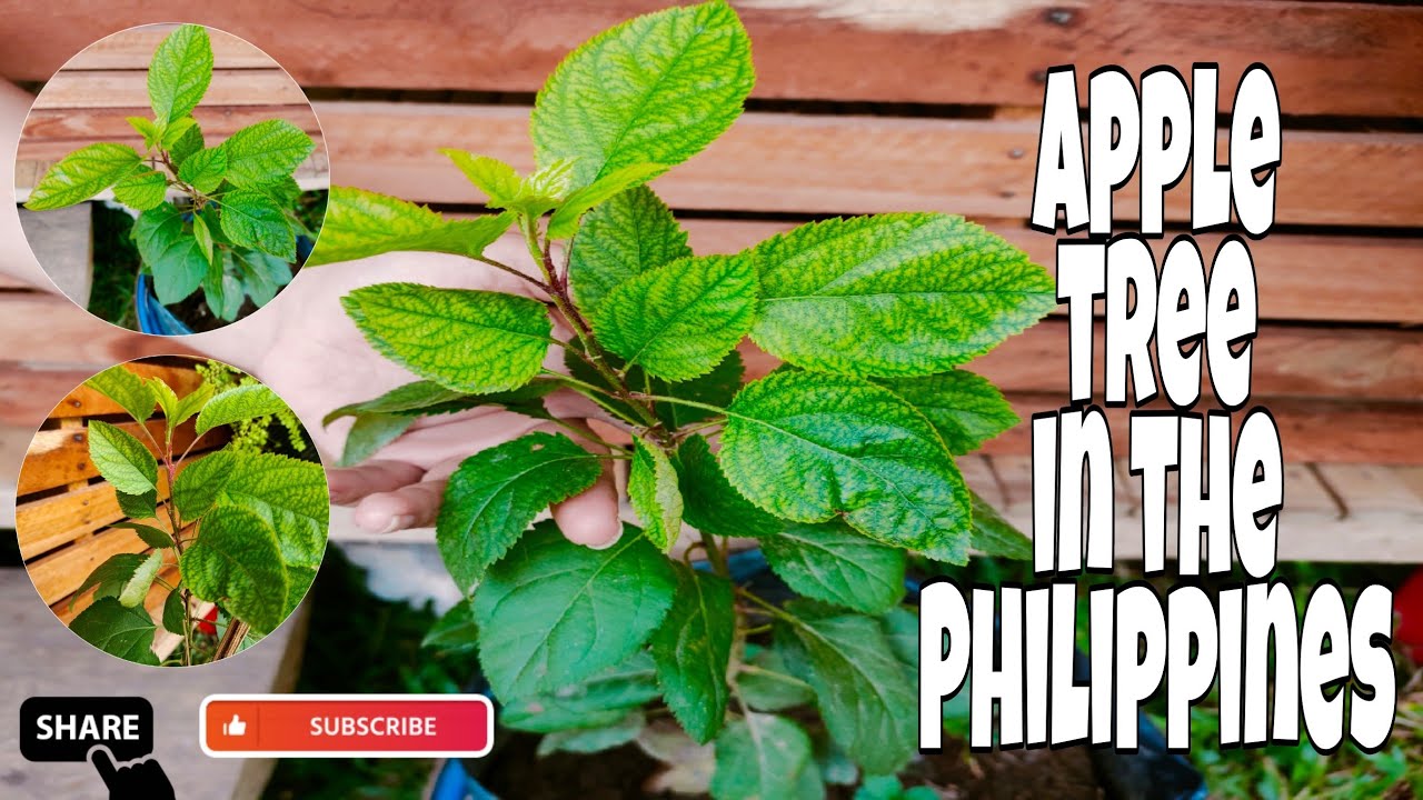 Apple tree in the Philippines|Jenevebs Yanguas - YouTube