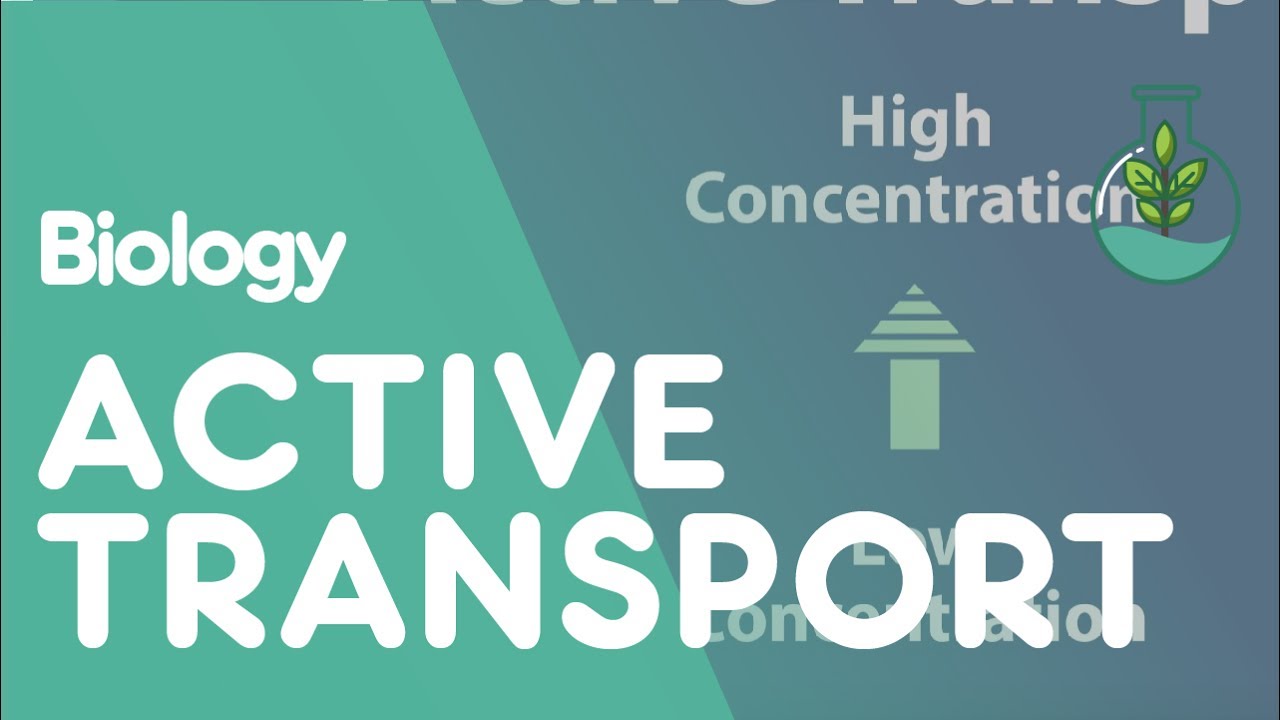Active Transport Youtube