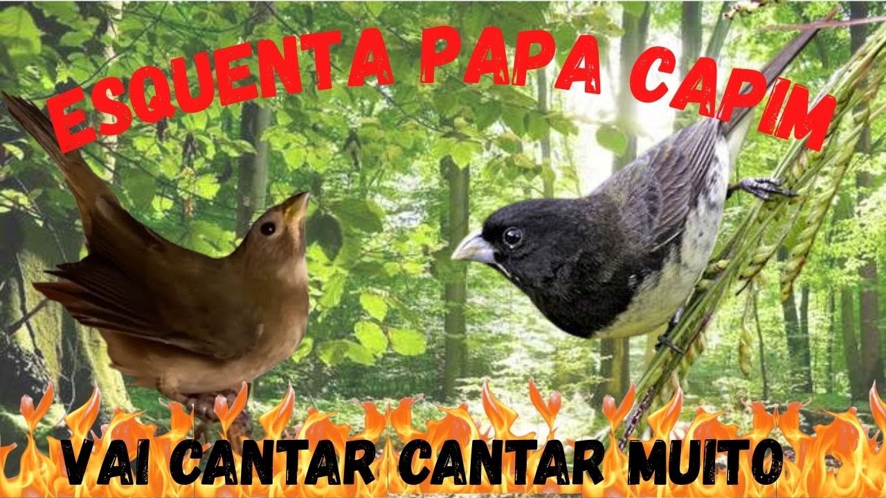 papa capim cantando e piado de fêmea de papa capim pra esquentar papa ...