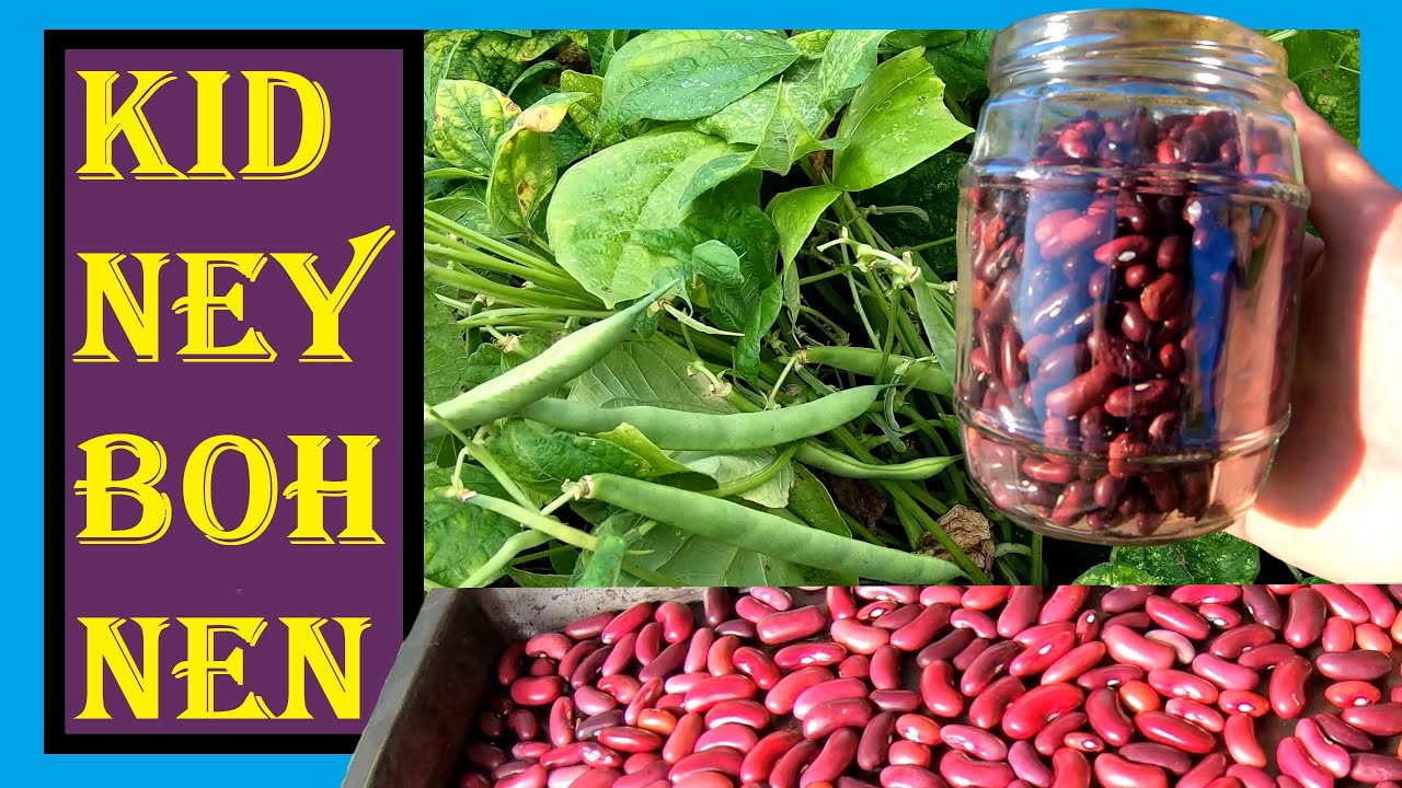 Kidneybohnen erfolgreich und einfach im Garten anbauen - Kidneybohnen ...