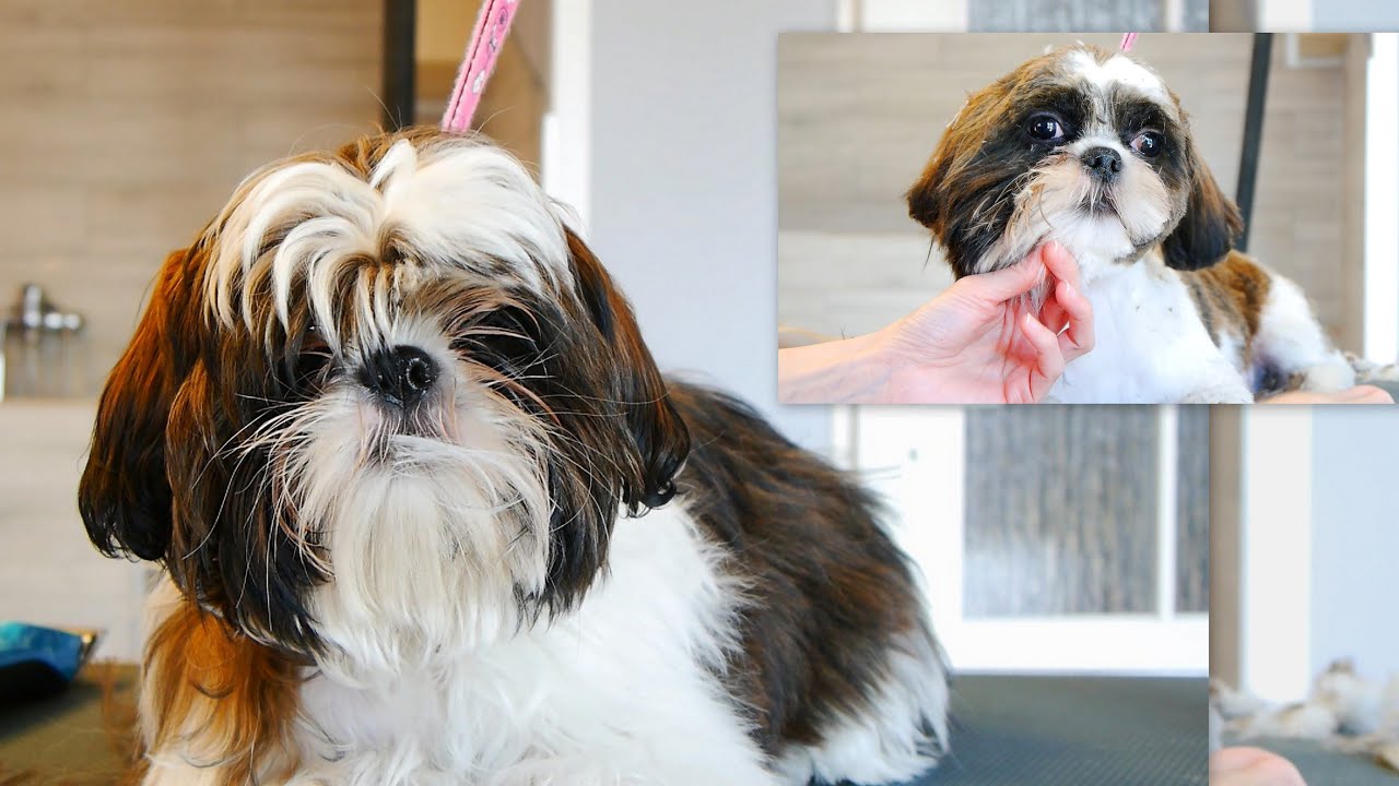 Cute Puppy Shih Tzu Face Grooming - Step by Step - YouTube