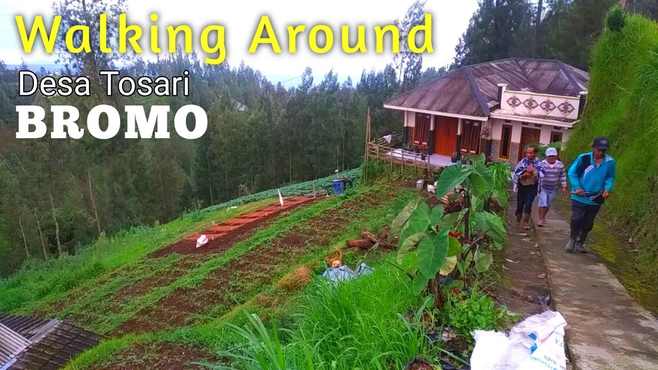 Walking Around Bromo Desa Tosari 🇲🇨 - YouTube