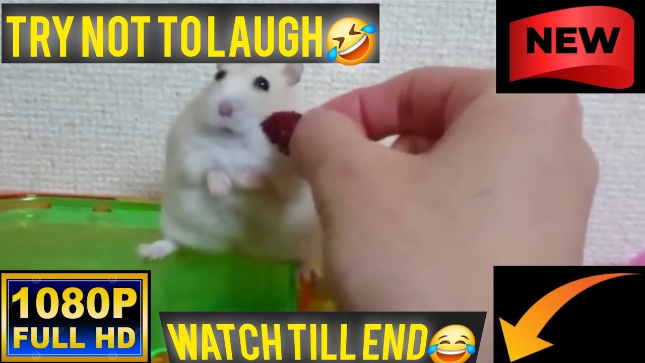 Try Not to Laugh Challenge ULTIMATE Funny Fails 2025🤣 | 8 | - YouTube