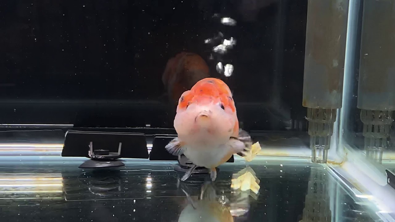 Goldfish Island - 1208RA00CA445TH1M2 - YouTube