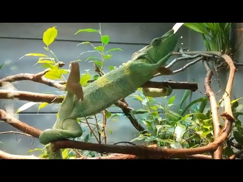 Chameleon dancing Kinawolovu_ Nando Love official video - YouTube