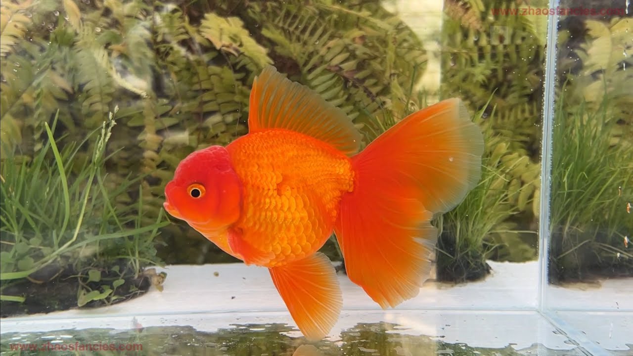 Large and flowy fins on this intense red Zhao’s Peonytail Oranda 🥰 ...