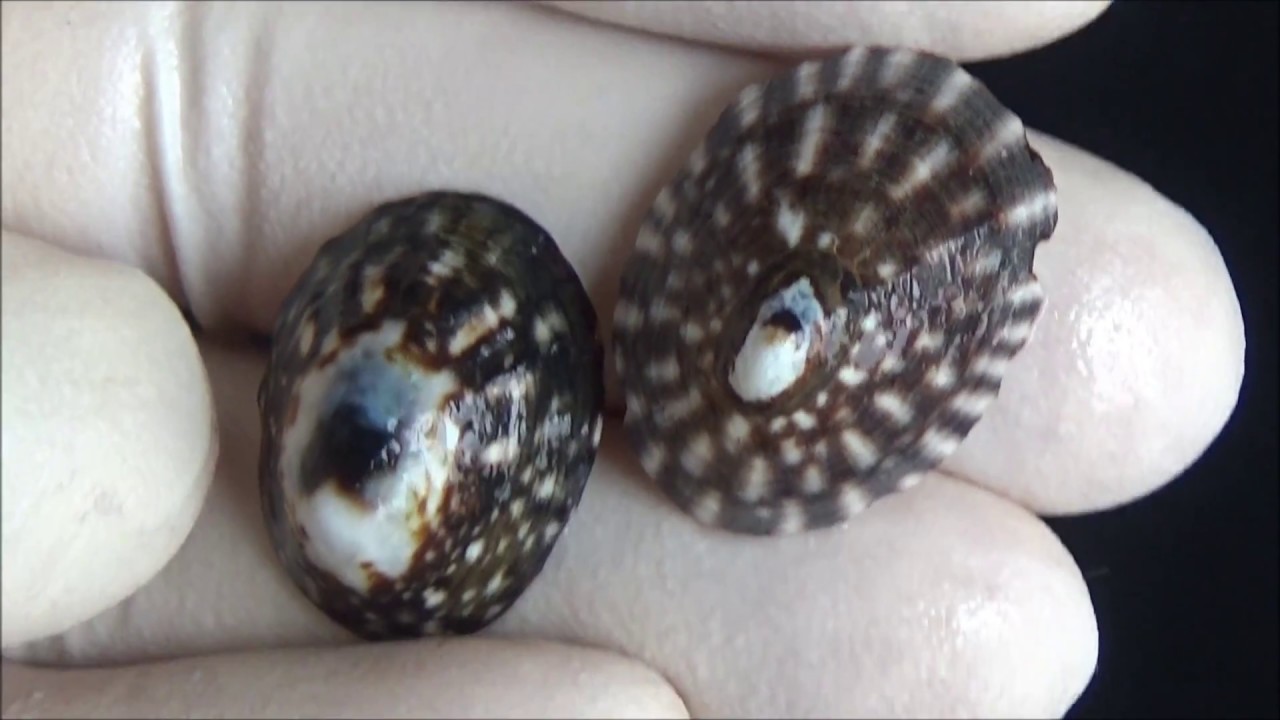 Limpets. Cool facts and gorgeous specimens. - YouTube