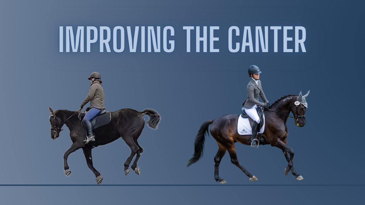 Improving the quality of my standardbred's canter - YouTube
