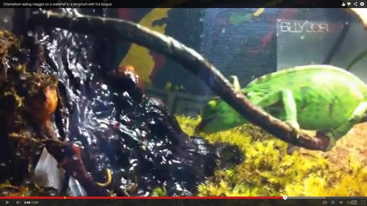 Chameleon Eating Maggot on a Waterfall in a terrarium with his tongue ...