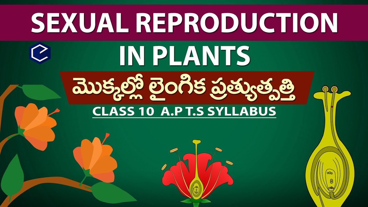 #Mokkalalo Pratyutpatti |Sexual Reproduction in plants in telugu | 10th ...