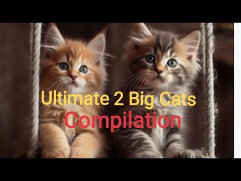 Ultimate 2 Big Cats Compilation | Cat Videos | Nature Non Stop ...