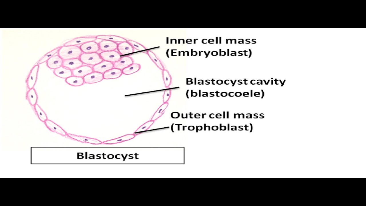 Morulla | Blastocyst | Inner cell mass| Outer cell mass| Trophoblast ...