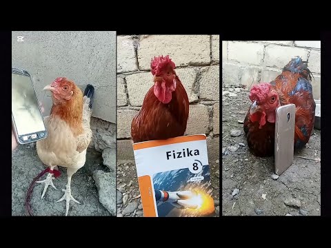 Xoruzlarla Toyuqlarla #gülməlivideolar 🐓 🐔 😅#pt12 #xoruzlar #toyuqlar #komediya #prikol #aboneol