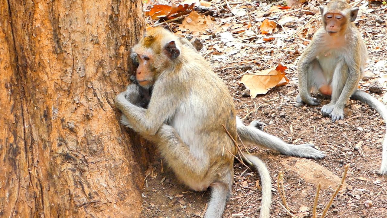 P-i-t-y old grandma skinny monkey MALIDA look so tired. - YouTube