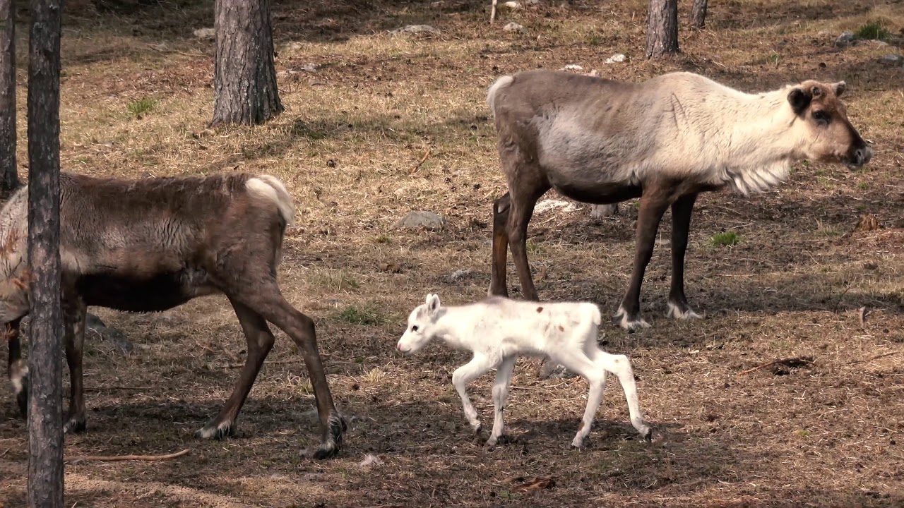 Baby Reindeer just after birth in Rovaniemi, Lapland, Finland: cute ...