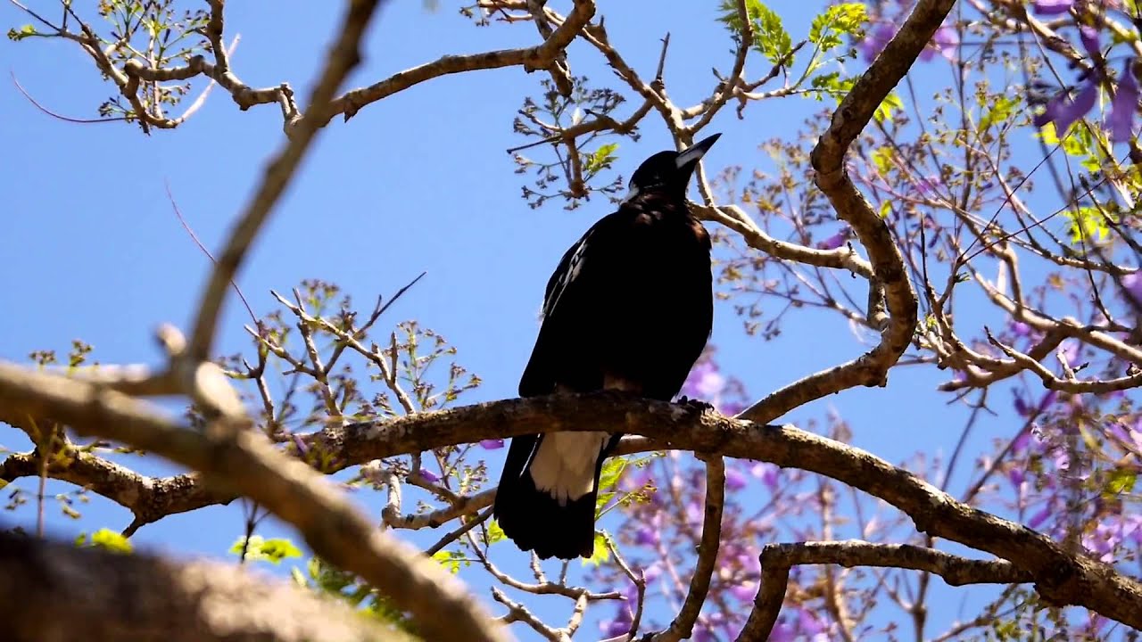 Australian Magpie Sound - YouTube