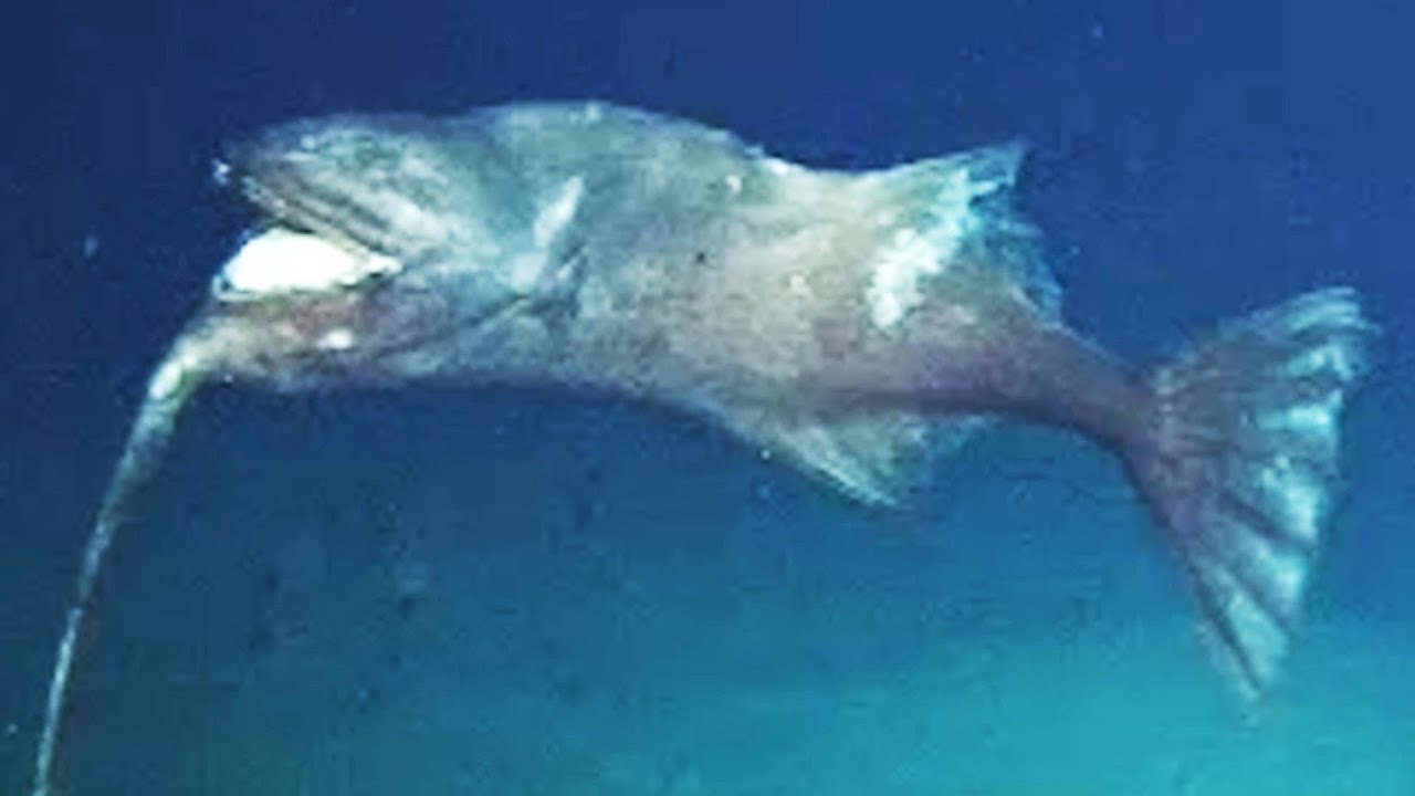 9 Strange Deep Ocean Creatures Found by Japan's ROVs № 9 🇯🇵 - YouTube