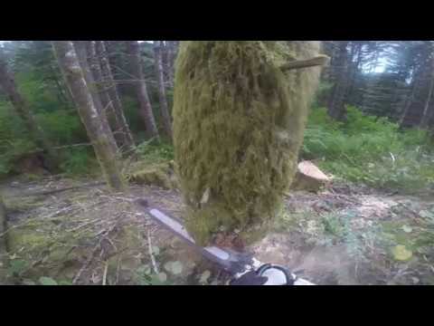 Timber Falling (part 2) - YouTube