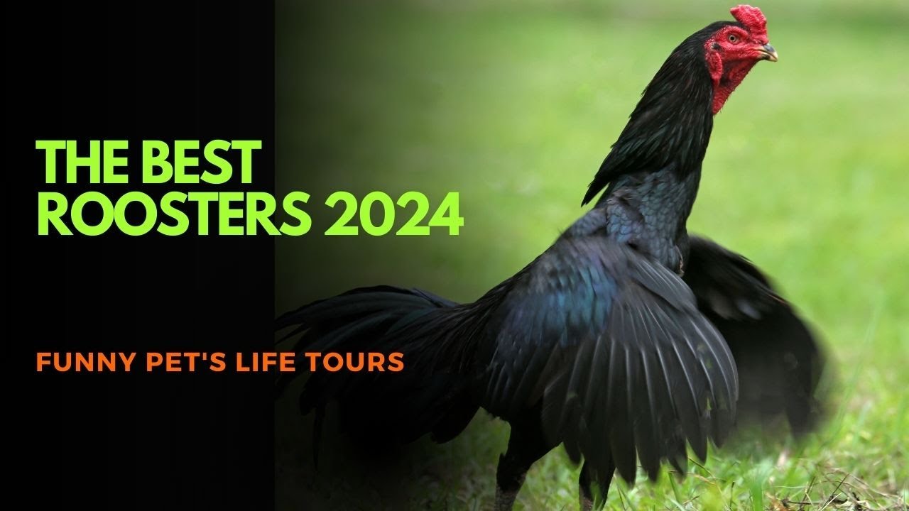 The best roosters 2024 - Die schönsten Hähne im Wettkrähen! Crowing ...