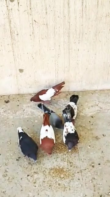 Good pigeons Khaal guldaar#pigeon ##birds #pigeonlaver #pigeonsworld # ...