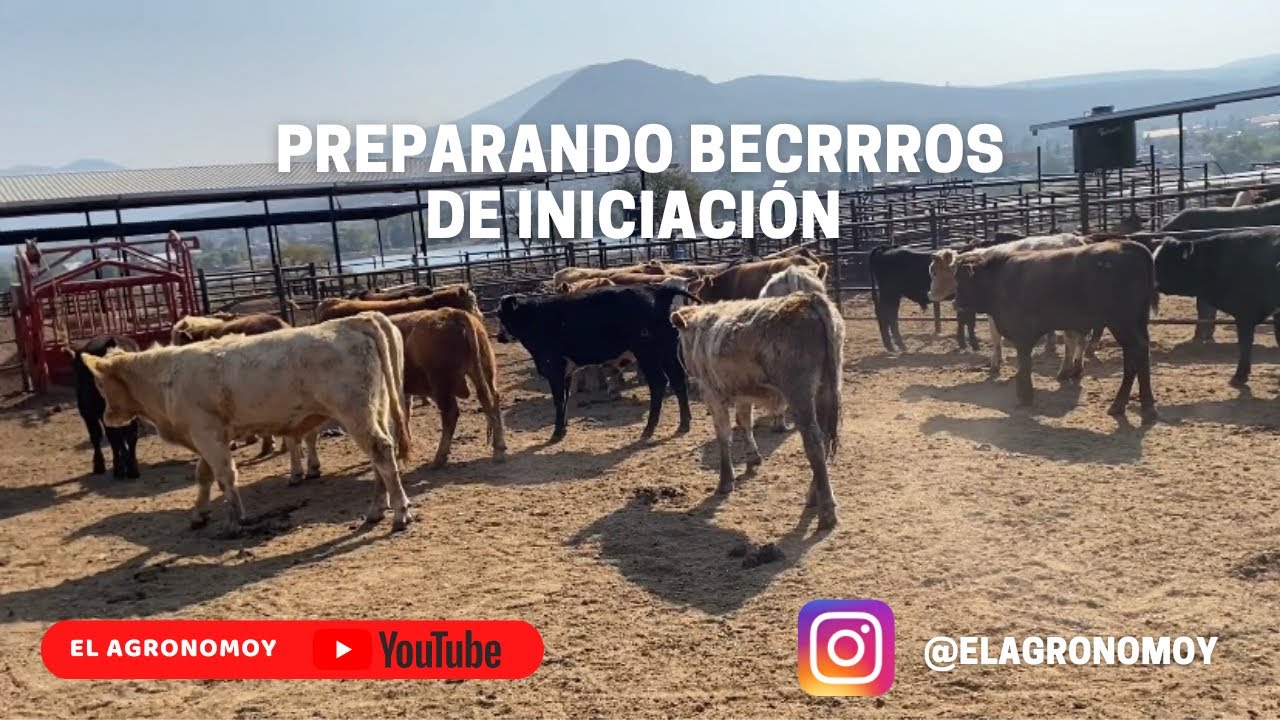 PREPARANDO AL GANADO DE INICIO | ENGORDA DE GANADO | EL AGRONOMOY - YouTube