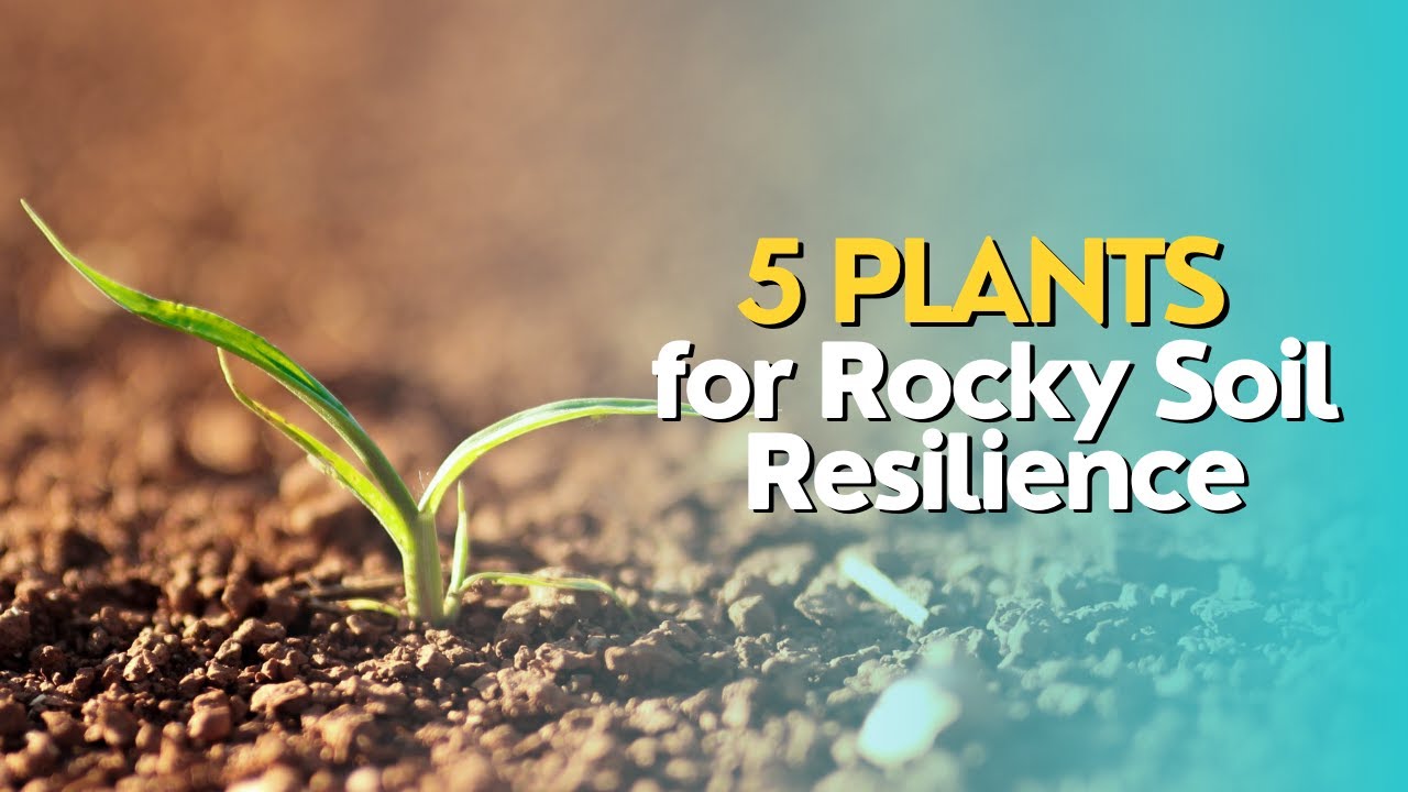 Top 5 Plants for Rocky Soil Resilience - YouTube