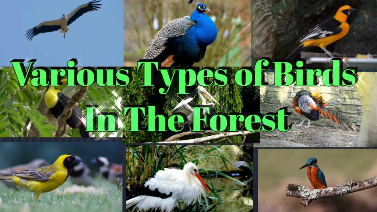 various types of birds in the forest - YouTube