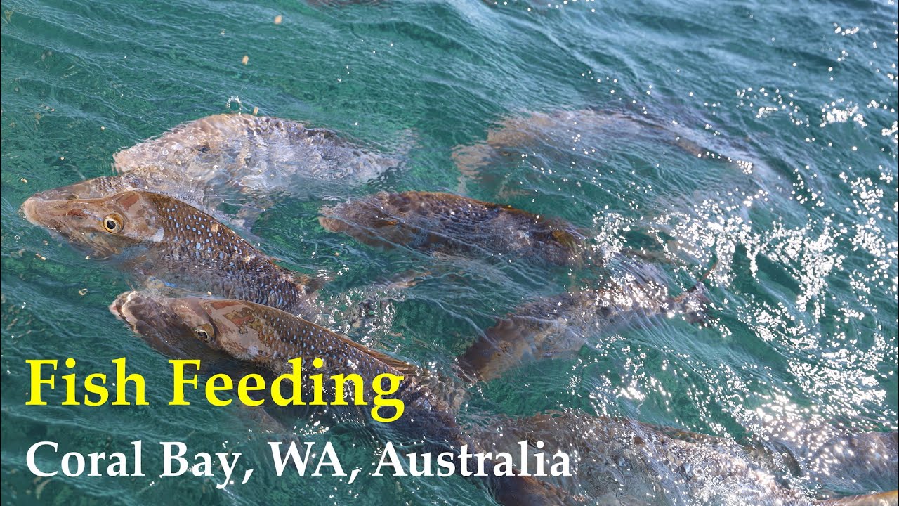 Fish Feeding, Coral Bay, Western Australia, Australia - YouTube