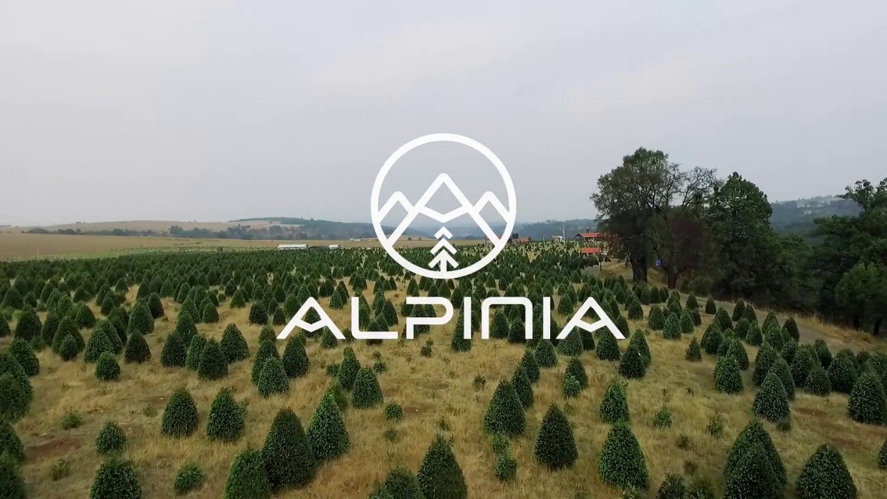 Alpinia - YouTube
