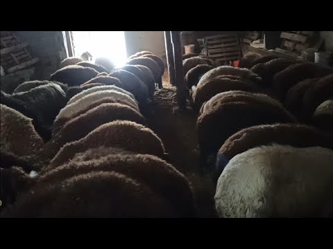 kışın koyunların içerde beslenmesi karda Zorlu hayat mücadelesi#morkoyun#belgesel#