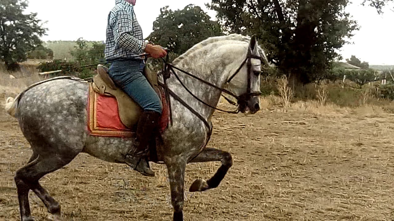 Caballo pura raza española domando en el campo - YouTube