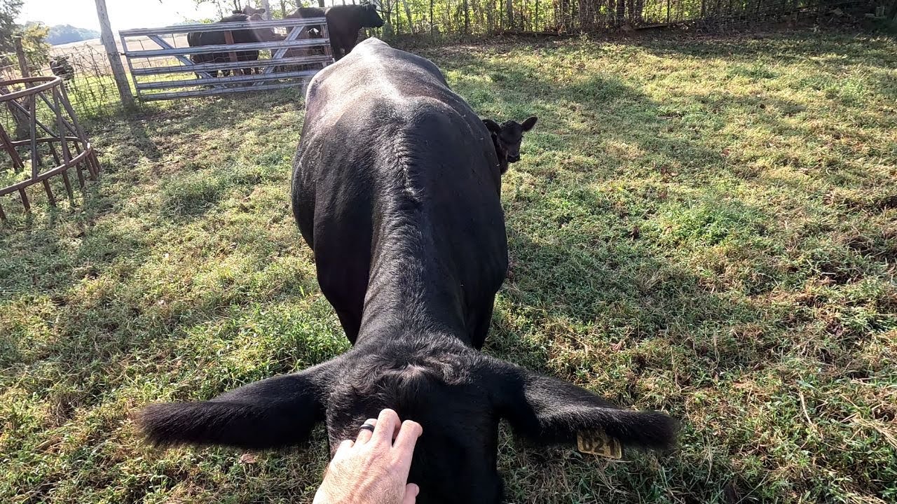 Cow fun (working new calves and moving pastures) - YouTube