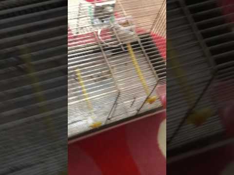 Muhabetim ishal!!  5 yaşındaki profosör  veterinerin tavsiyeleri:))