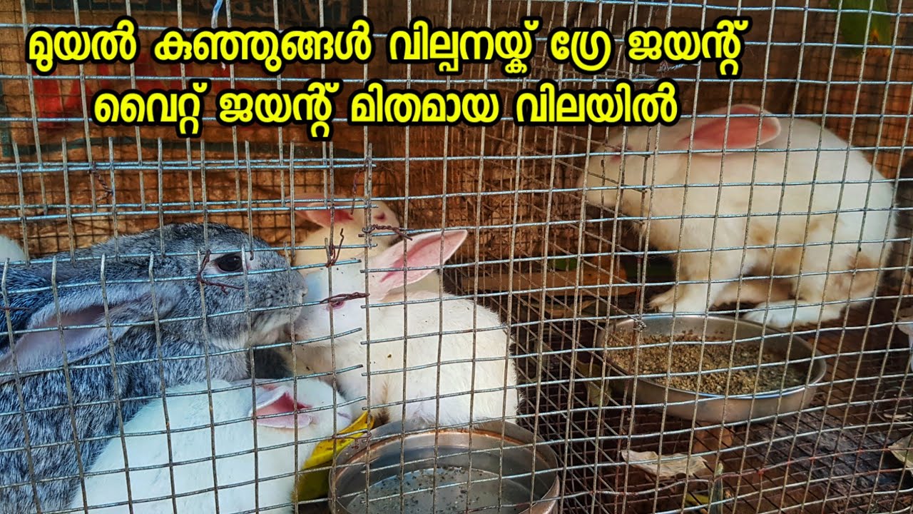 Rabbit for sale in kerala, Kothamangalam - YouTube