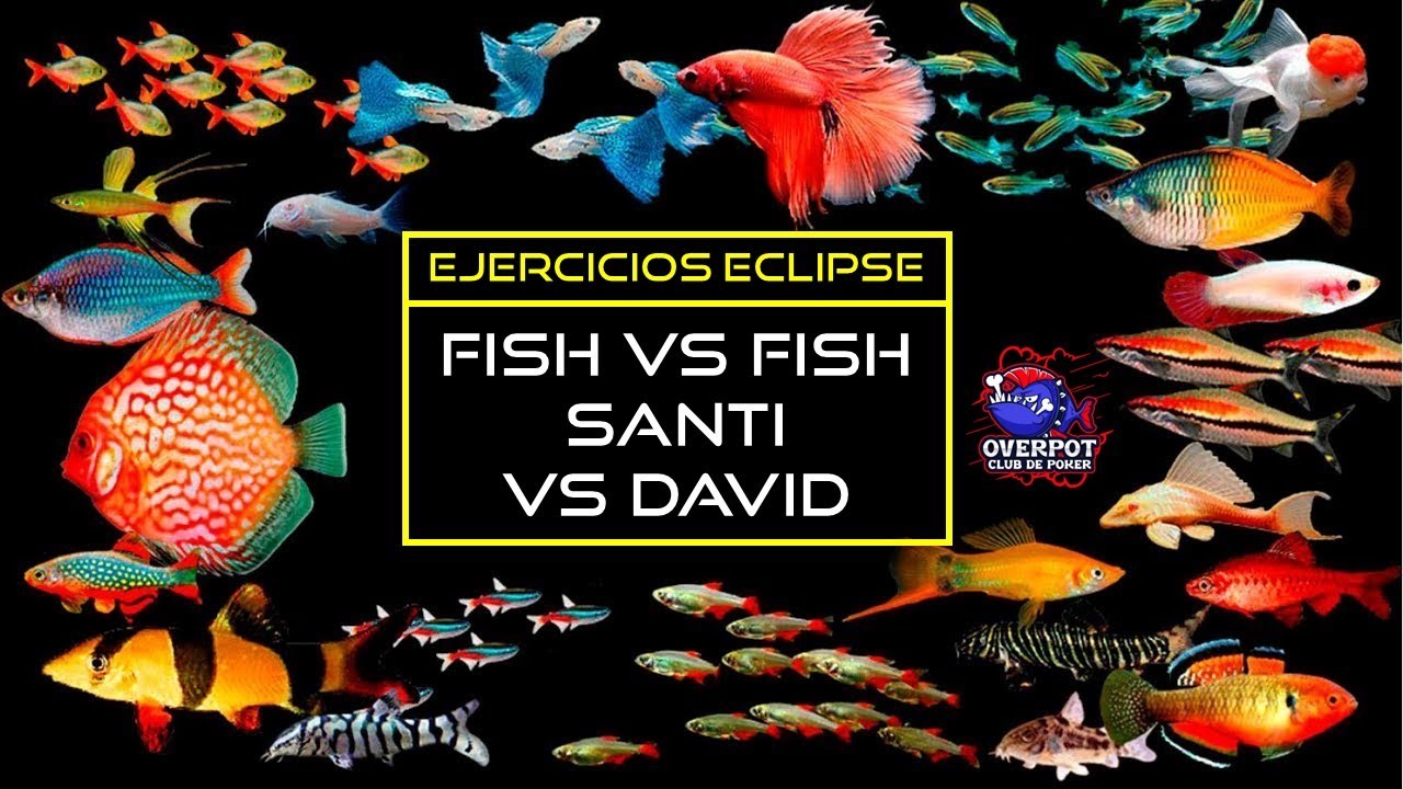 🌔 EJERCICIOS ECLIPSE 🐠 FISH VS FISH 🐟 NL25 con DAVID OBANDO - YouTube