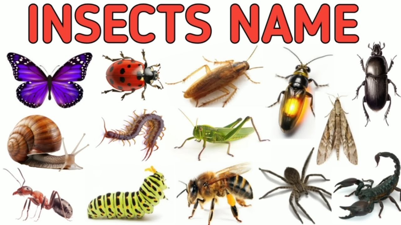Insects Name for Kids | Learn Insects with Pictures and Sounds - YouTube