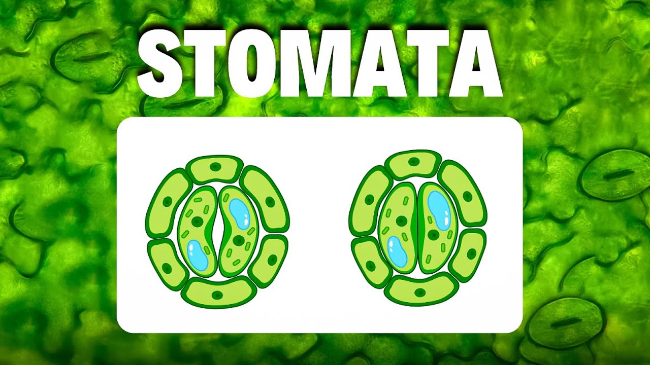 The Secret Life of Stomata: How Plants Breathe & Eat | structure and ...