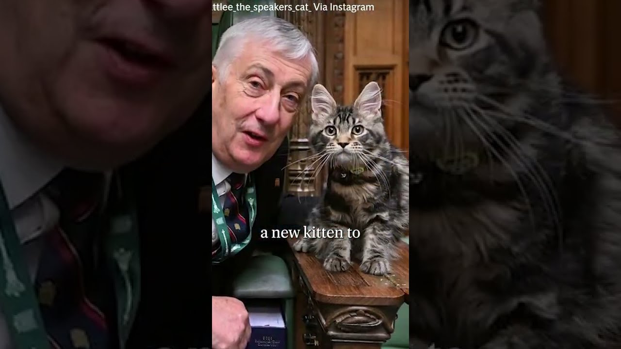 Larry the Cat: A deep dive - YouTube