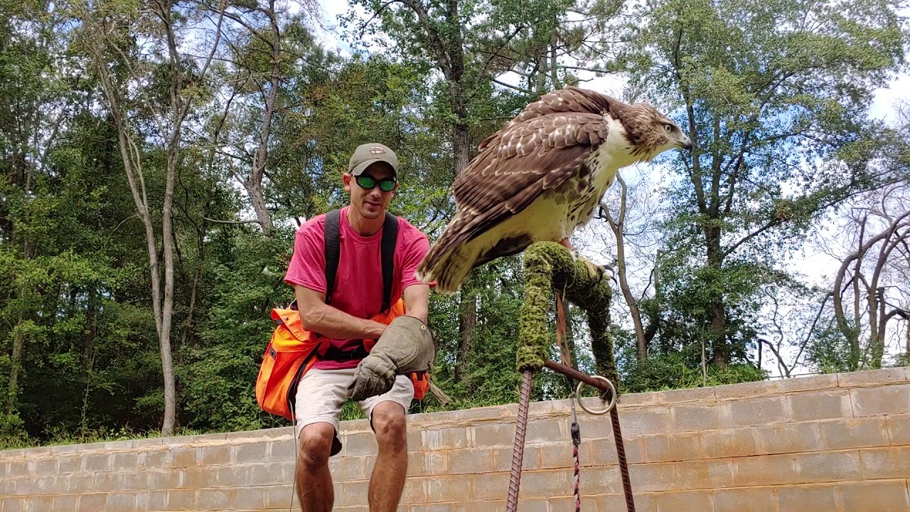 Creance Training-Falconry - YouTube