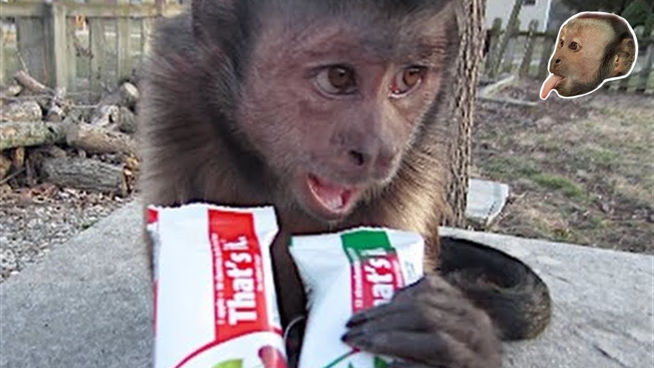 Capuchin Monkey LOVES That's It Fruit Bar! - YouTube