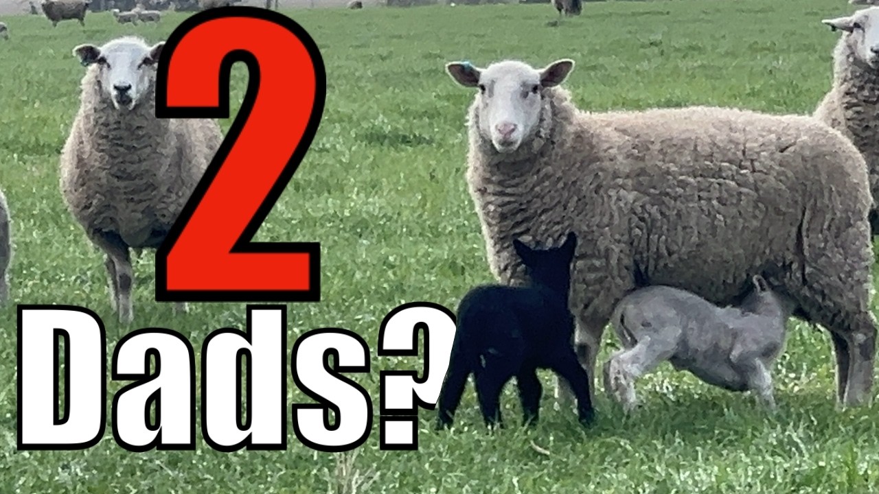 Who's Your Daddy? Australian Sheep Farm Vlog - YouTube