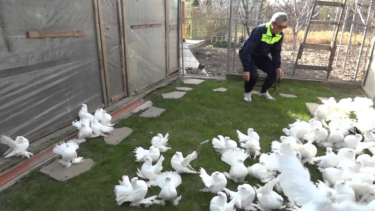 omski-jucator siberian-russian pigeon - YouTube
