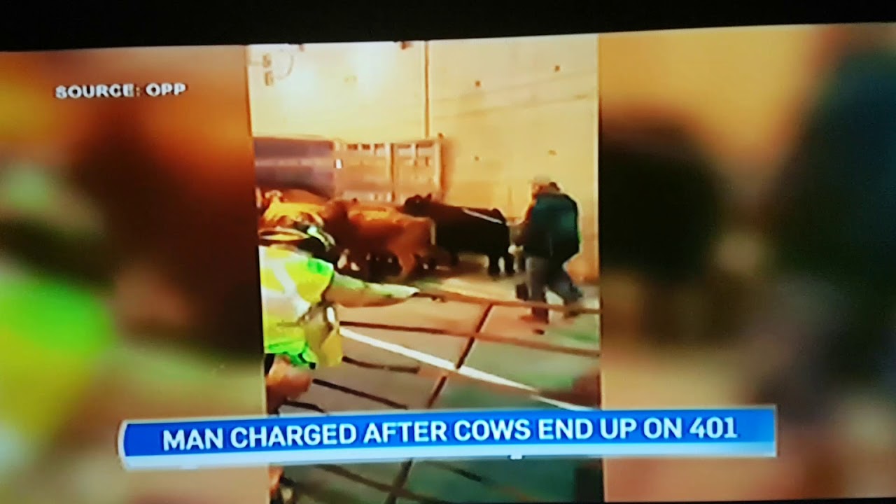 Cows Shut Down Toronto 401 Highway - YouTube