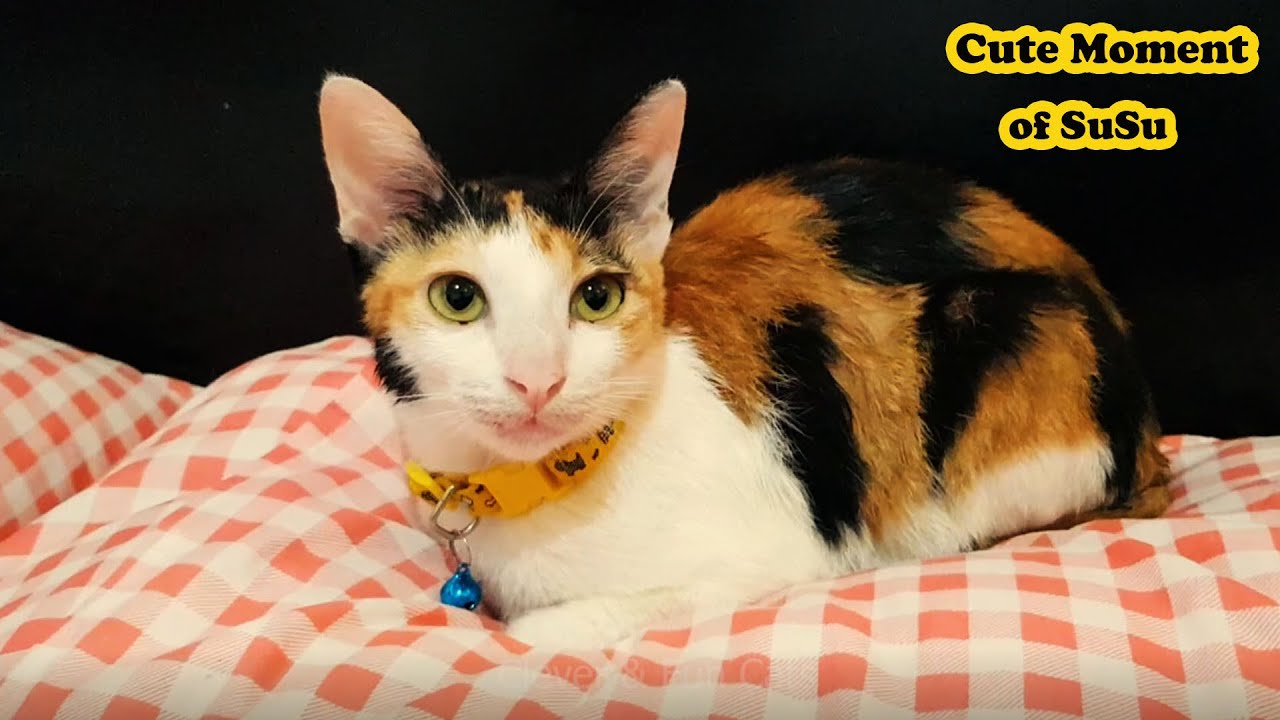 Amazing & Lovely Moments of Angel SuSu! Cat's Reactions😻 - YouTube