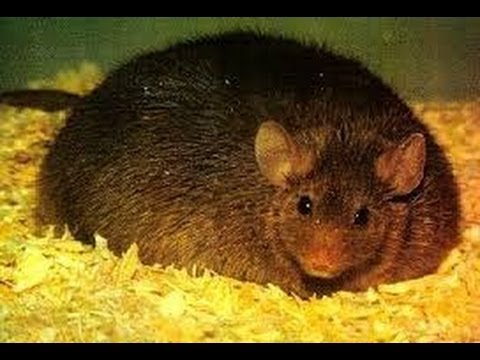 WHAT IS THIS THING? A FAT LITTLE MOUSE? - YouTube